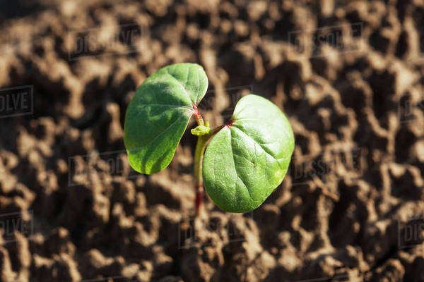 Cotton seedling with first true leaf, conventional till system; England ...