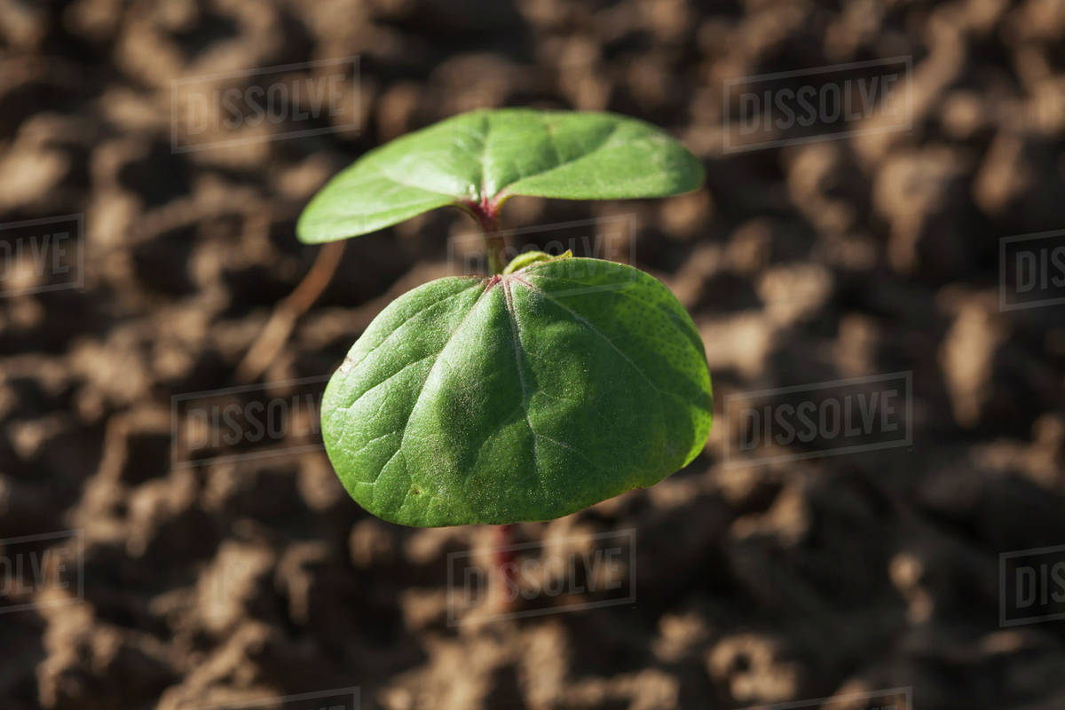 Cotton seedling with first true leaf, conventional till system; England ...