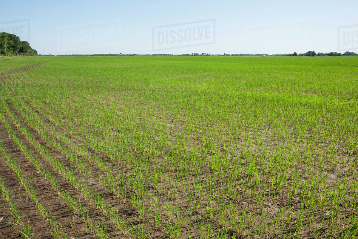 Field of seedling stage rice plants; England, Arkansas, United States ...