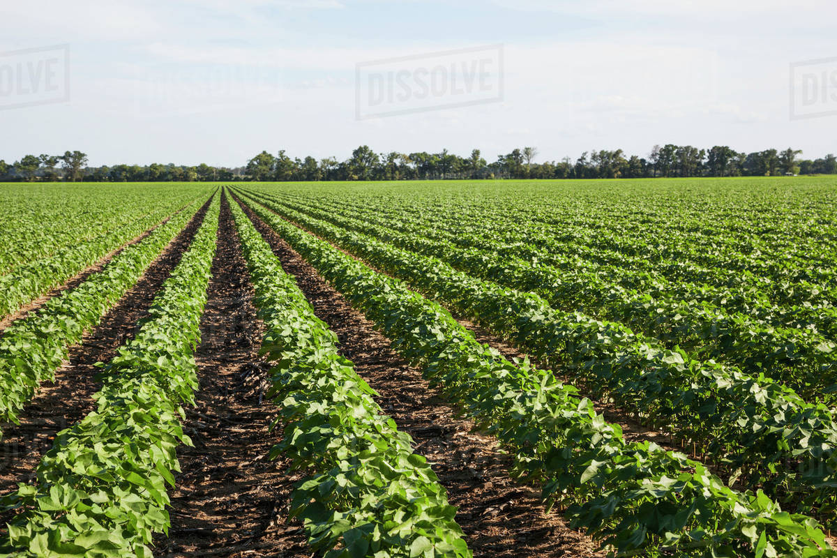 No till cotton field; England, Arkansas, United States of America ...