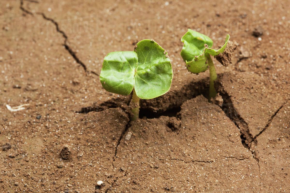 Cotton seedling, cotyledon stage; England, Arkansas, United States of ...