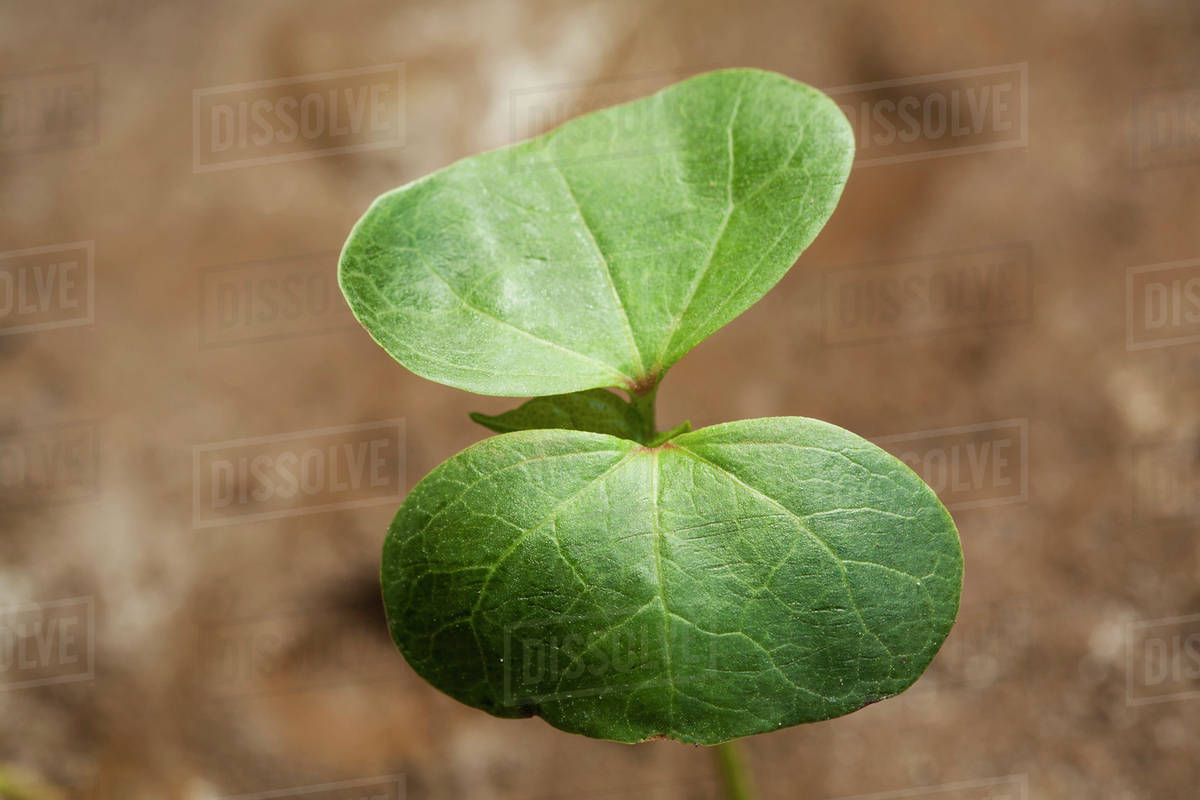 Cotton seedling with first true leaf, conventional till; England ...