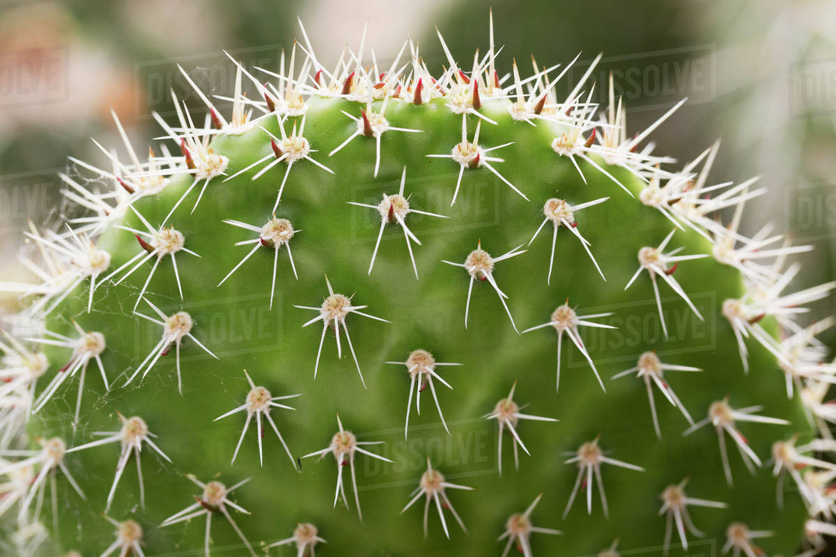 Close Up Of Spines On A Cactus Leaf Calgary Alberta Canada Stock 