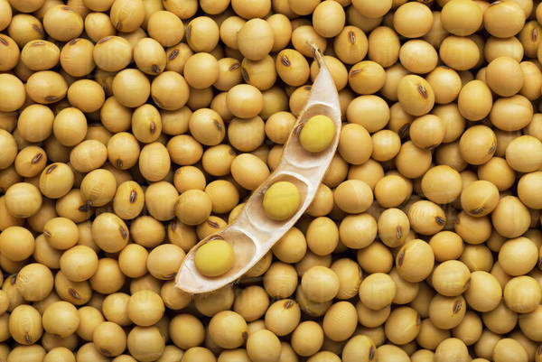 An open soybean pod laying on a pile of dried, mature soybeans - Stock ...
