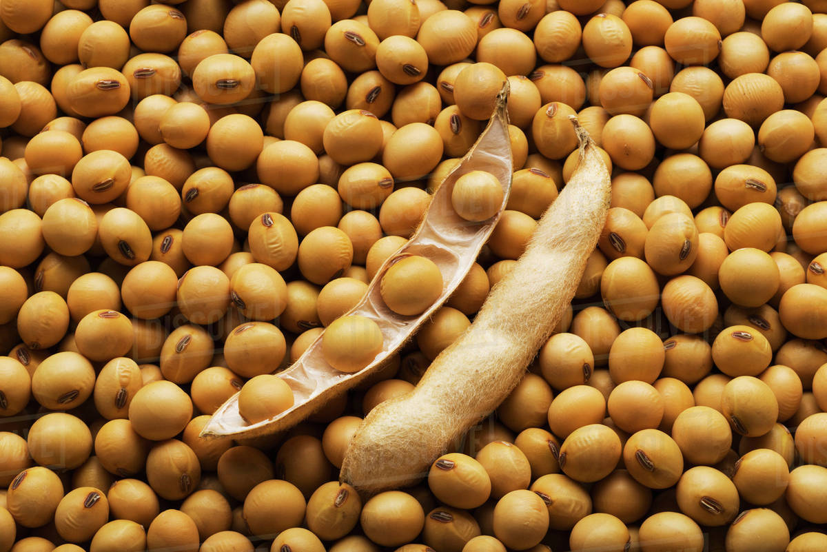 A large open soybean pod laying on a pile of dried, mature soybeans ...