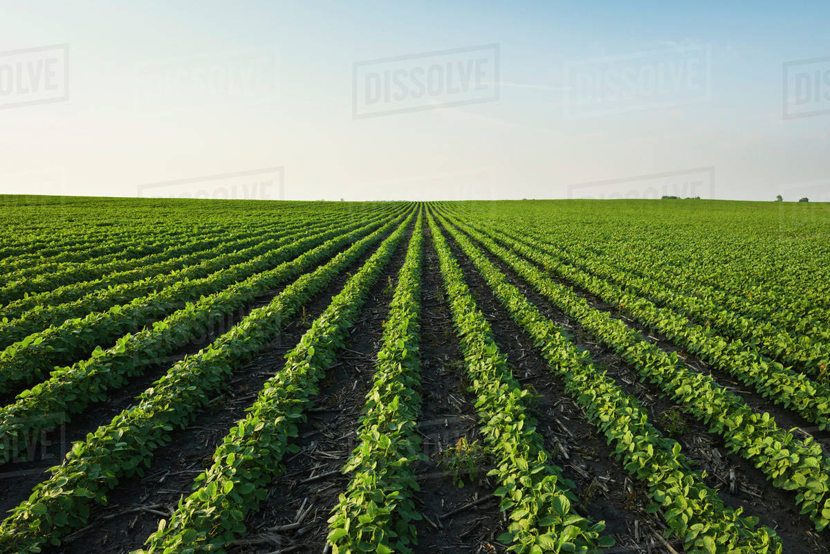 A healthy green mid-season soybean field one week after being sprayed ...
