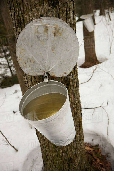 Collecting maple syrup on tree; Quebec, Canada - Royalty-free Stock ...