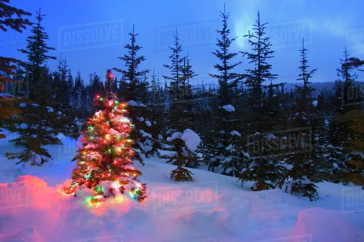 Christmas Tree In A Forest - Royalty-free Stock Photo | Dissolve