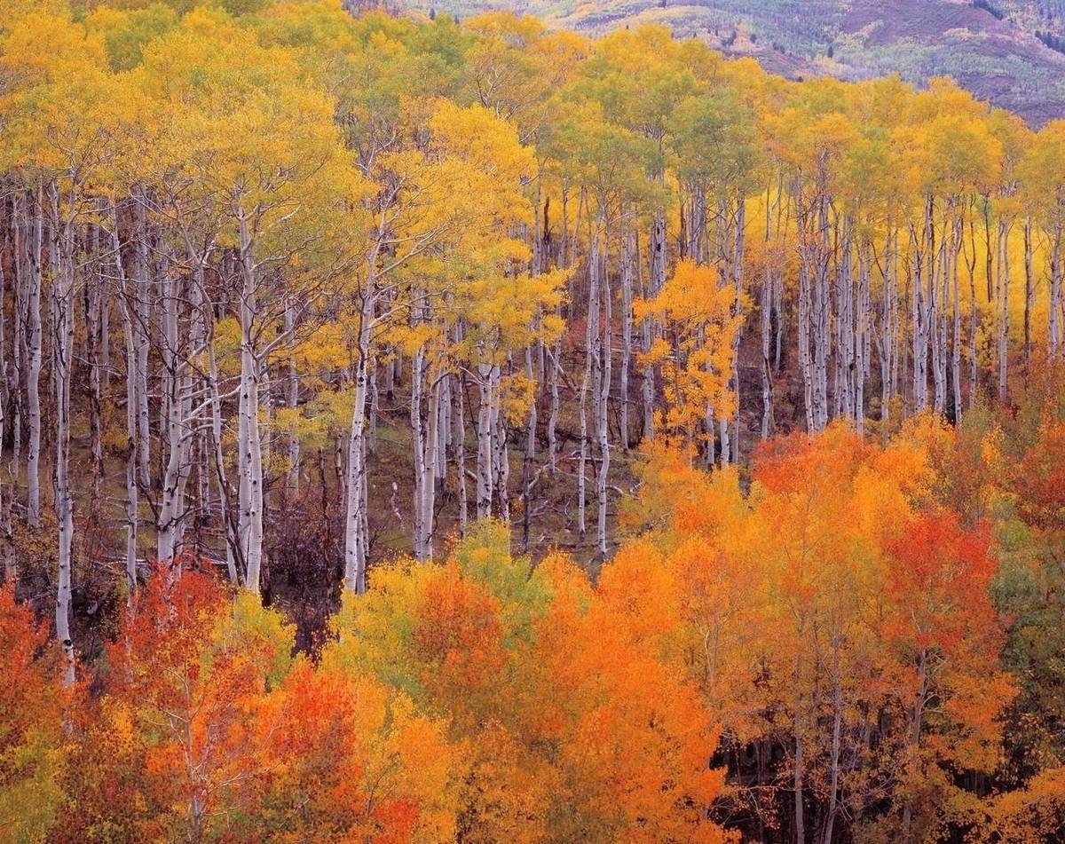 Colourful Autumn Aspen Trees, Gunnison County, Colorado, Usa - Royalty ...