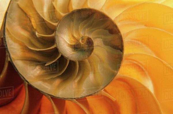 Inside Of Nautilus Shell - Royalty-free Stock Photo | Dissolve