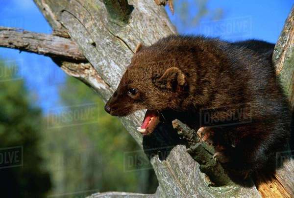 A Fisher, A Weasel-Type Animal, In Tree, Mouth Open. - Royalty-free ...