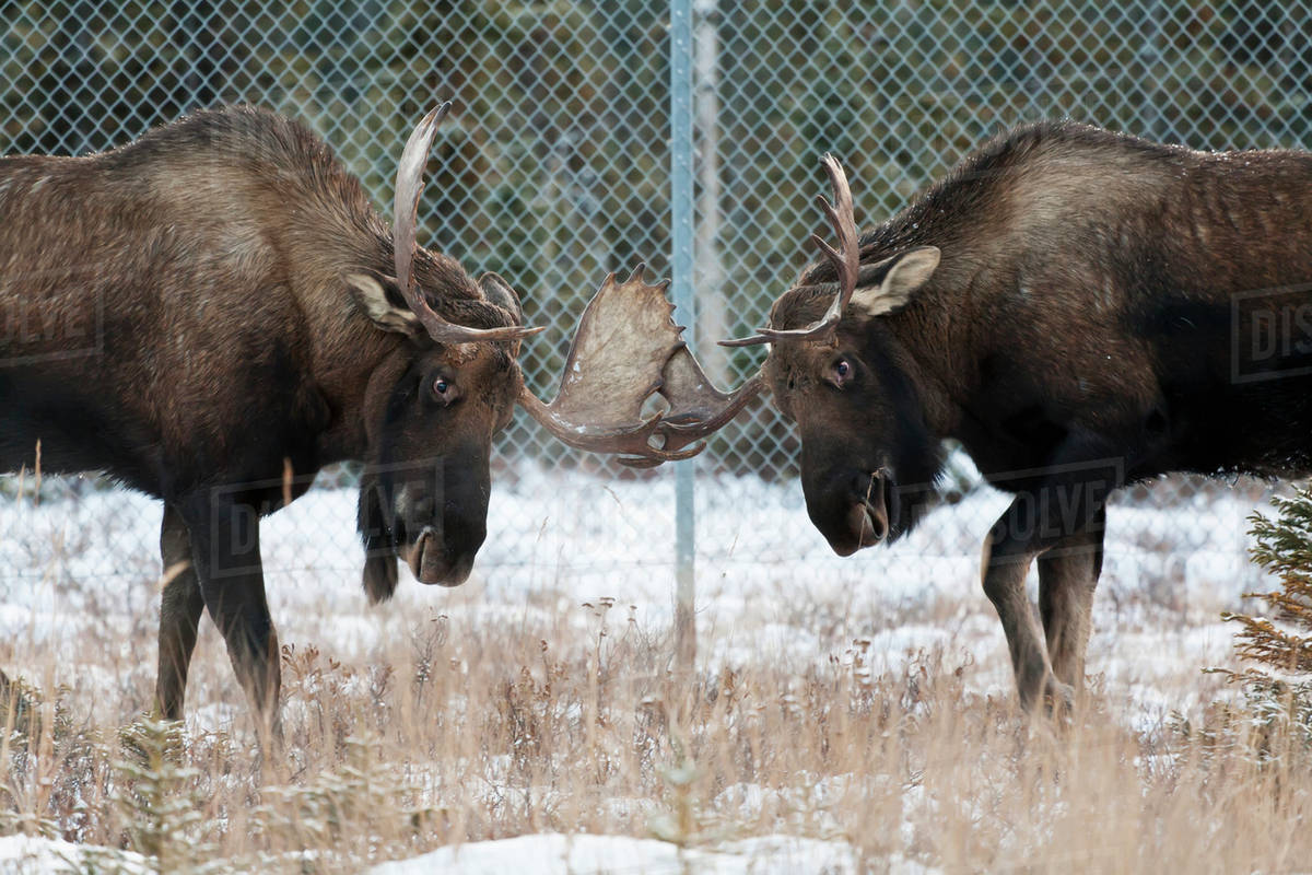Two Bull Moose Sparring Near Ted Stevens International Airport In ...