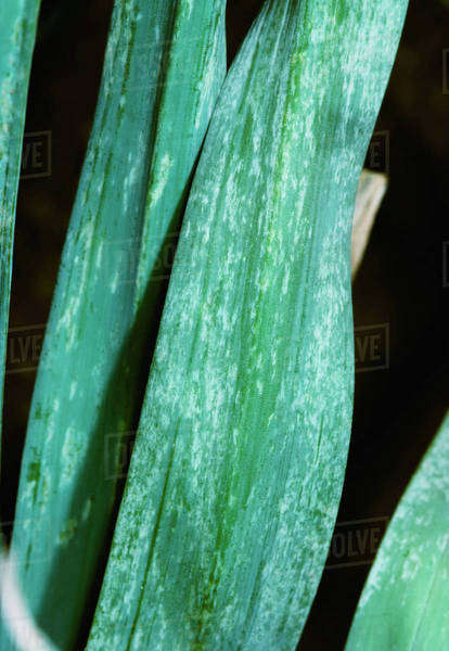 Agriculture - Insects and Crop Damage, Onion Thrips (Thrips tabaci) and ...