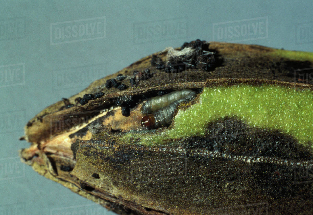 Agriculture - Pecan nut casebearer (Acrobasis nuxvorella Neunzig) larva ...