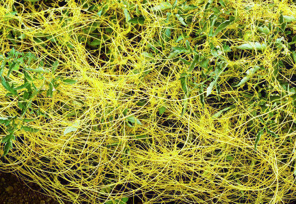 Agriculture - Weeds, Dodder (Cuscuta pentagona) aka. Angel - Royalty ...