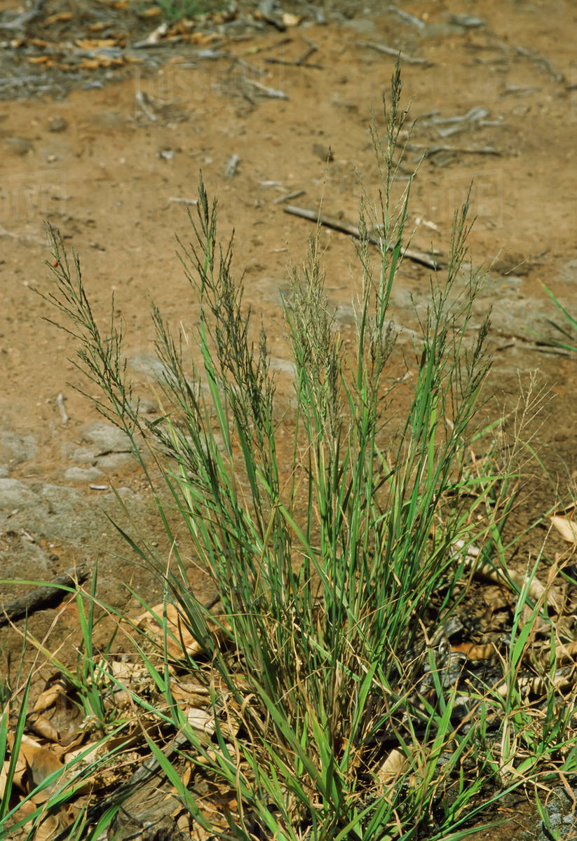 Agriculture - Weeds, Mexican Sprangletop (Leptochloa uninervia) aka ...