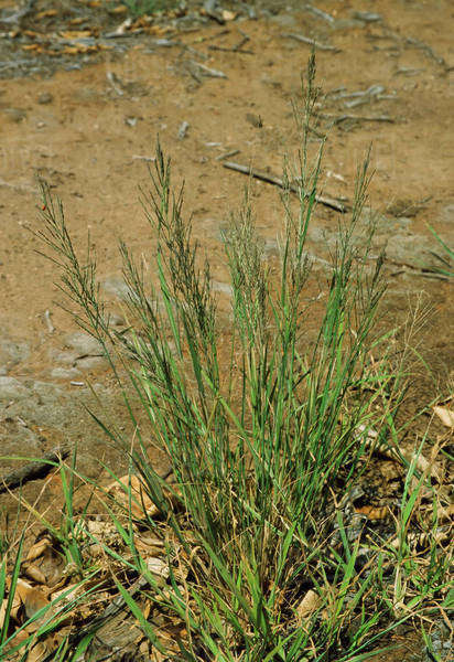 Agriculture - Weeds, Mexican Sprangletop (Leptochloa uninervia) aka ...