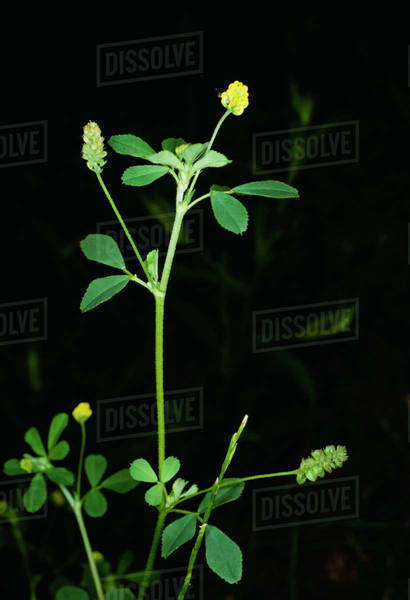 Agriculture - Weeds, Black Medic (Medicago lupulina) aka. Black Medick ...