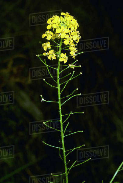 Agriculture - Weeds, Tall Hedge Mustard (Sisymbrium loeselii) aka ...