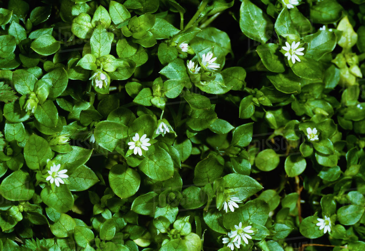 Agriculture - Weeds, Common Chickweed (Stellaria media) aka. Starwort ...