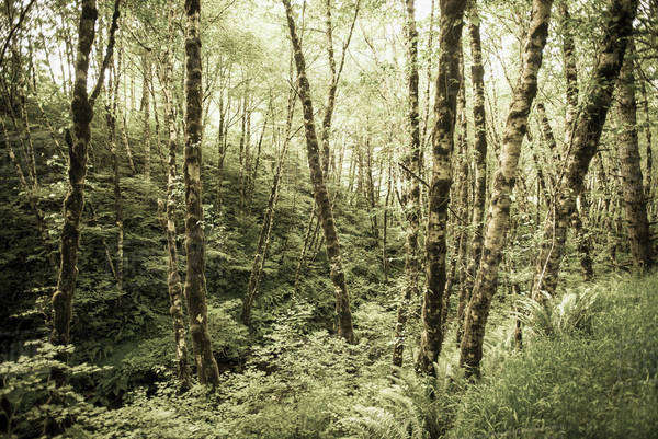 Birch trees covered in moss; Portland, Oregon, United States of America ...