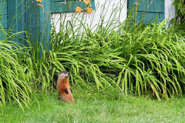 Marmot (Marmota monax) standing in a garden, in front of a barn; Quebec ...