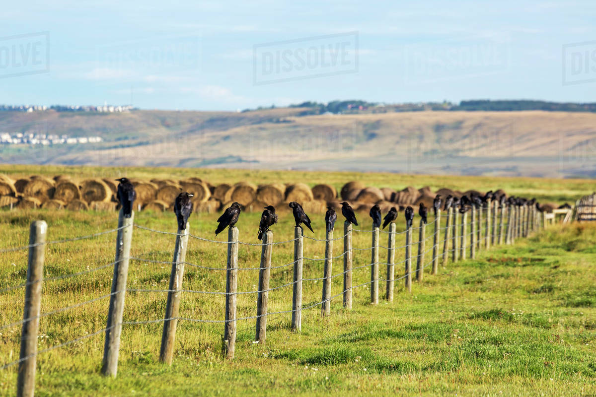 Crows in a row on top of wooden fence posts with hay bales, rolling ...