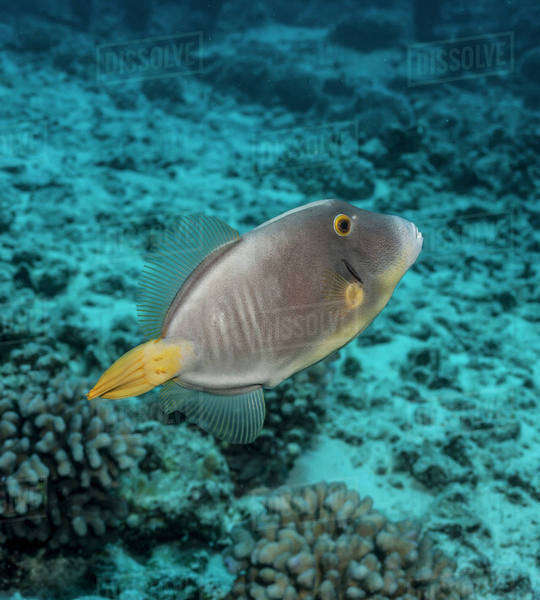 Barred Filefish (Cantherines dumerilii); Kona, Island of Hawaii, Hawaii ...