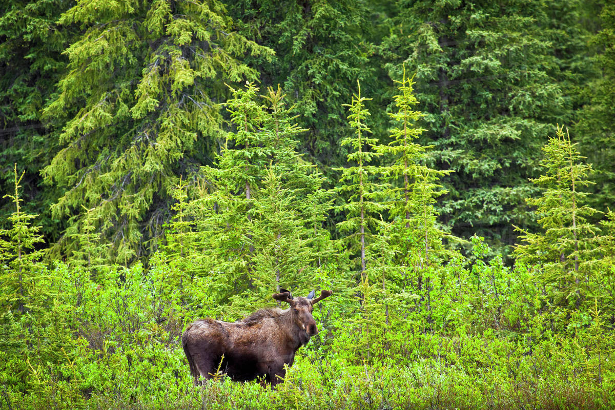 Bull moose in boreal forest along the Denali Highway, Southcentral ...