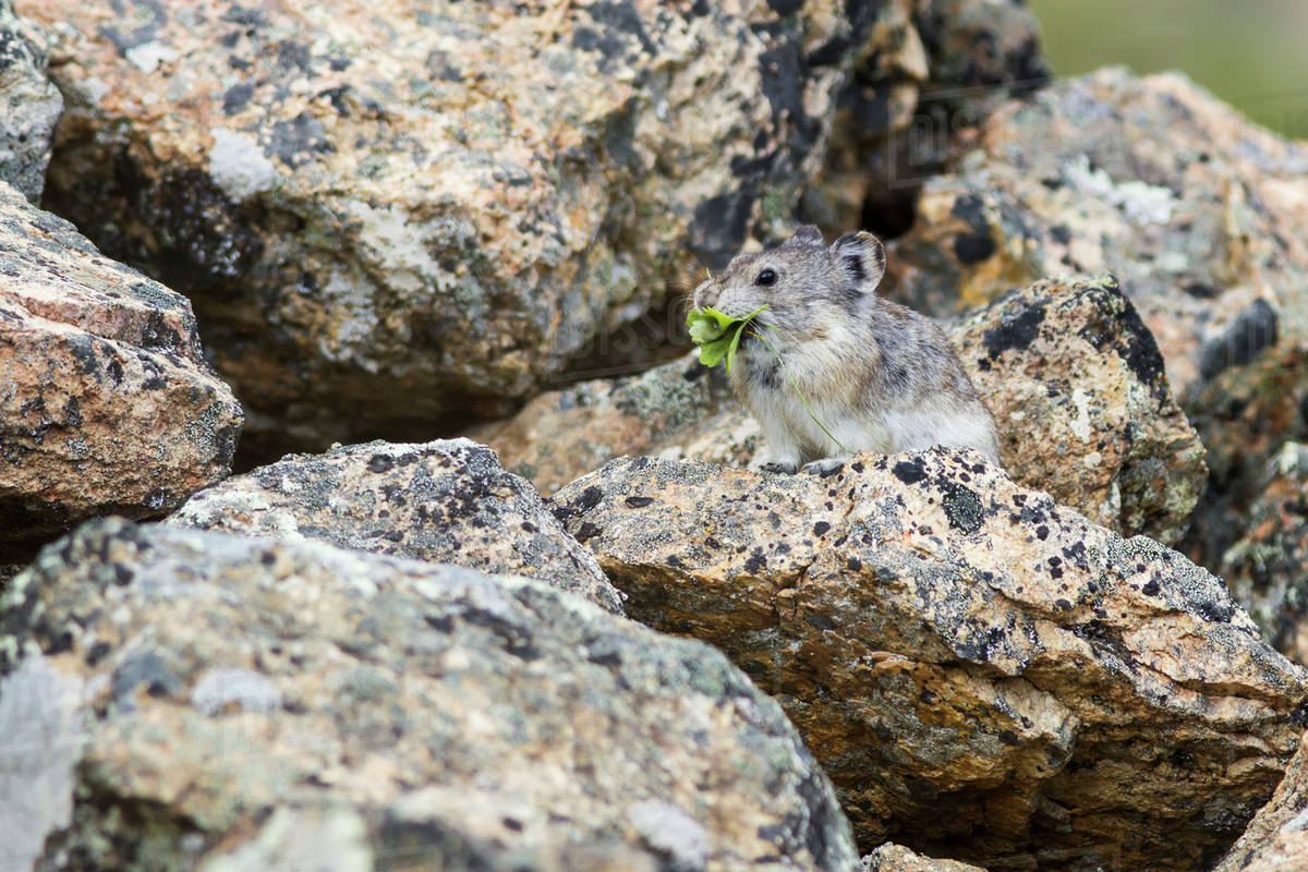 Close up of a Collared Pika (Ochotona collaris) sitting on a rock with ...