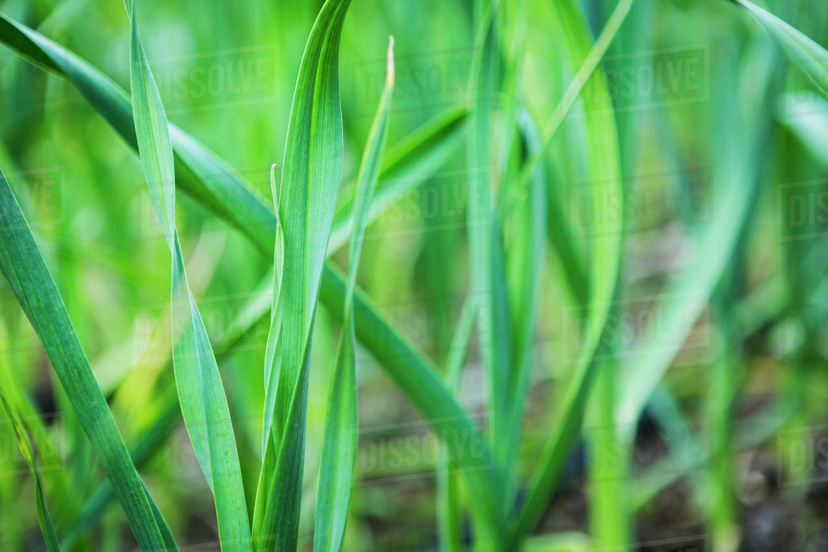 Close up of vegetable plants growing in a garden; Kachmak Bay, Alaska ...