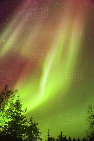 Northern Lights in the sky above Moose Pass, with silhouetted trees in ...