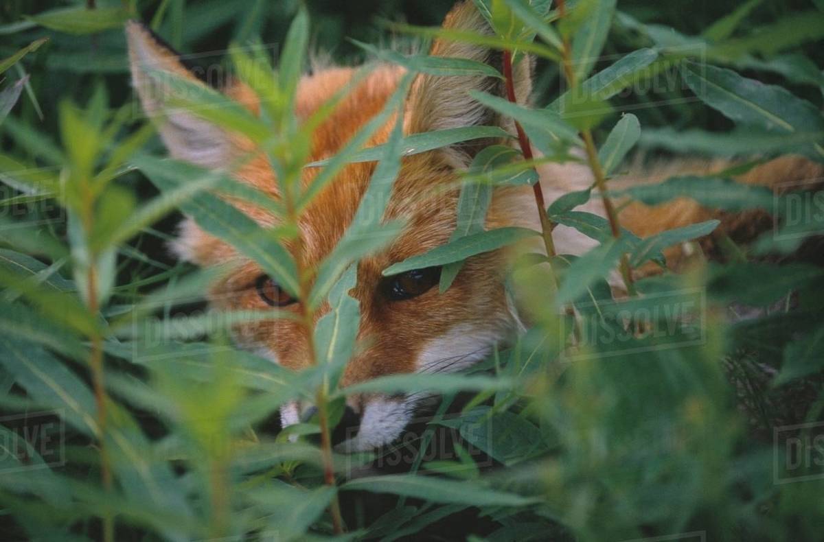 Red Fox Hiding In Foliage - Royalty-free Stock Photo | Dissolve