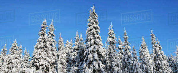 Panorama of pine trees covered in snow; Waterloo, Quebec, Canada ...