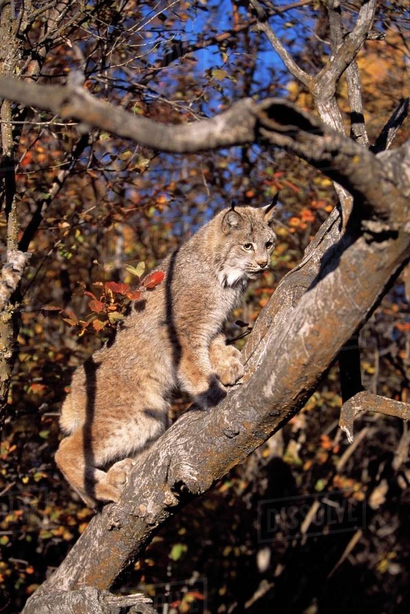 Bobcat Climbing Tree - Royalty-free Stock Photo | Dissolve
