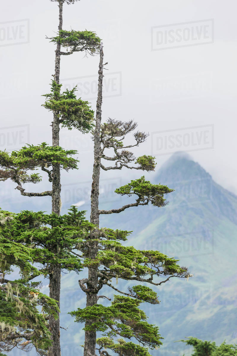 Old knarly Hemlock trees with mountain peak in the background, Prince ...
