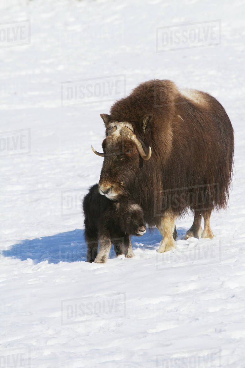 Captive at the Alaska Wildlife Conservation Center in Portage Alaska in ...
