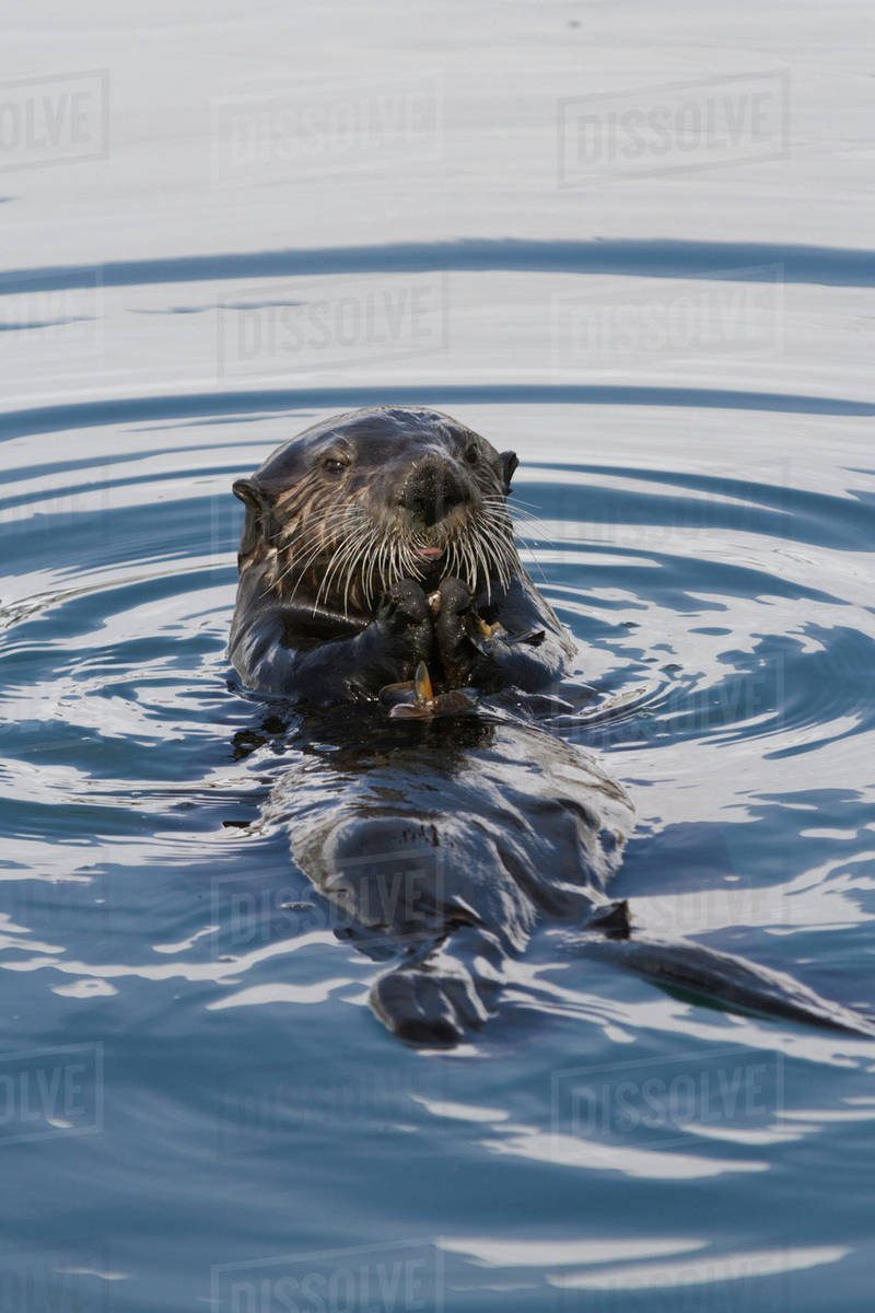 Sea Otter swimming in Harbor in Whittier, Southcentral Alaska, Spring ...