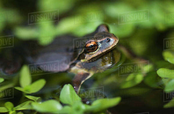 Pacific tree frog (Pseudacris regilla) in a pond; Astoria, Oregon ...