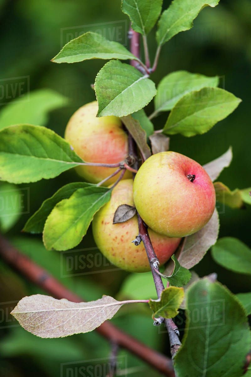 Apple tree, Norfolk County; Ontario, Canada - Royalty-free Stock Photo ...