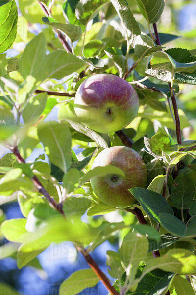 Macintosh apples on a tree; Newcastle, Ontario, Canada - Royalty-free ...