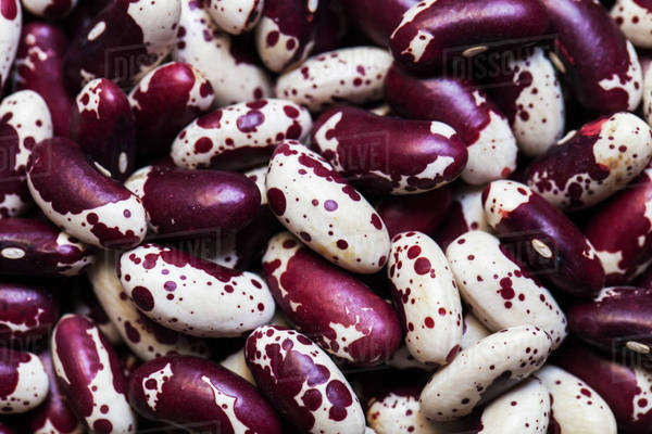 Dried heirloom Jacob's cattle beans; Toronto, Ontario, Canada - Stock ...
