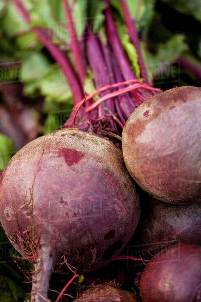 A bunch of Red Ace beets at the farmer's market; Toronto, Ontario ...