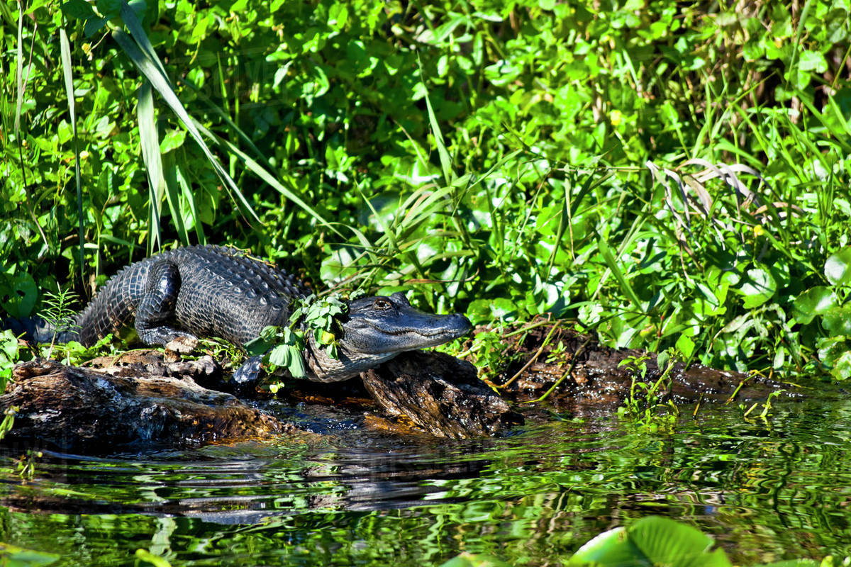 American Alligator (Alligator mississippiensis) at St. Johns River ...