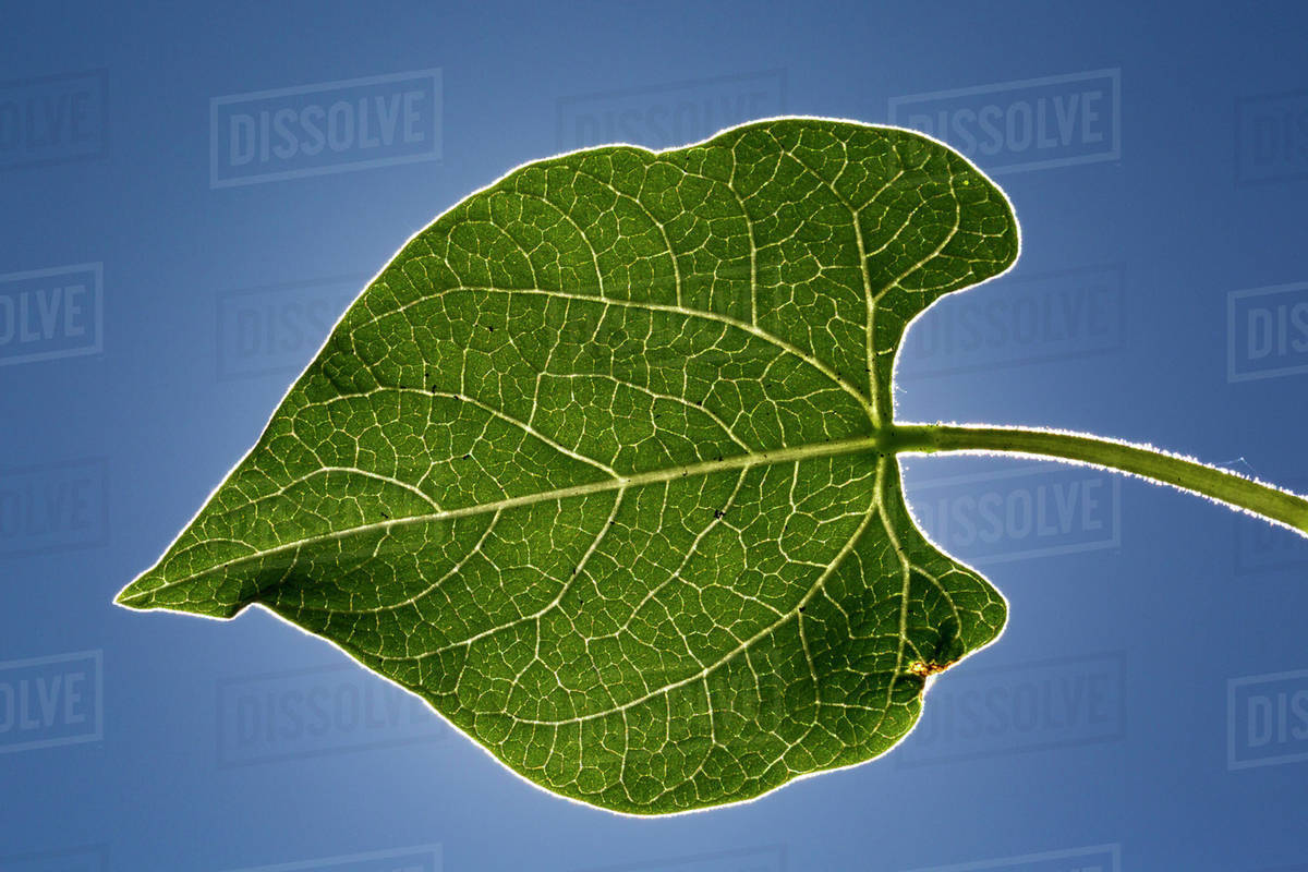 Close up of bean leaf with blue sky, strongly backlit from the sun ...