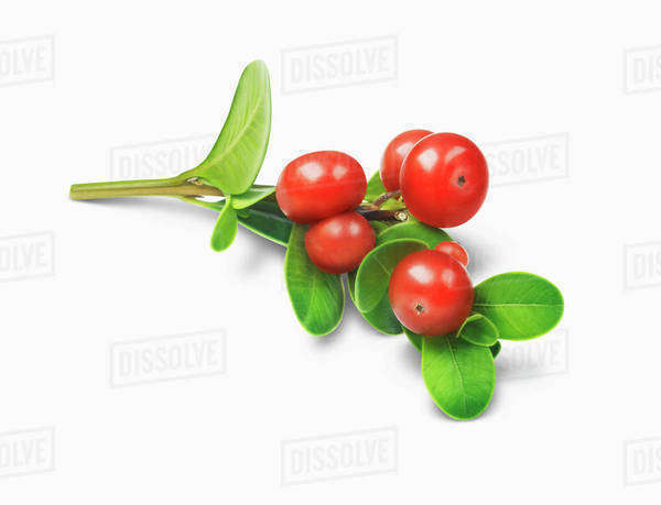 Red berries on a stem with green leaves - Royalty-free Stock Photo ...