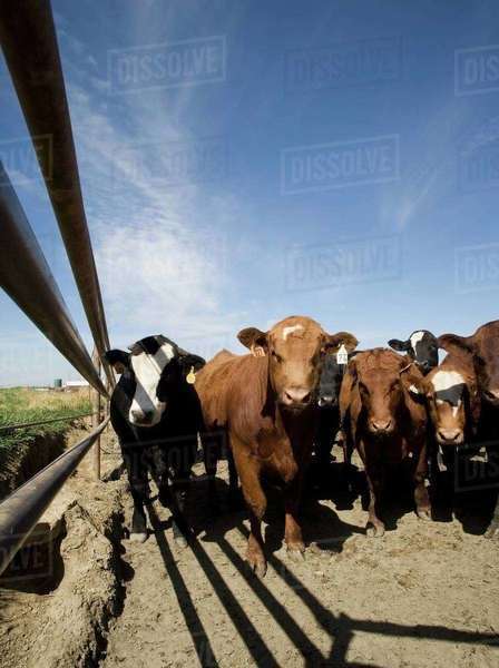 Group Of Cows - Stock Photo - Dissolve