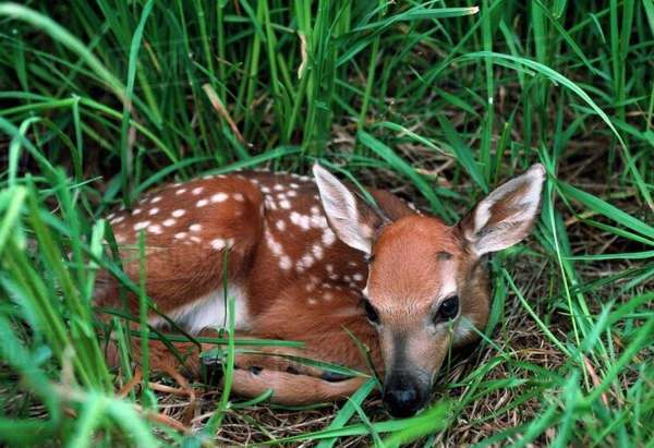 White-Tailed Fawn Curled Up In Grass - Royalty-free Stock Photo | Dissolve