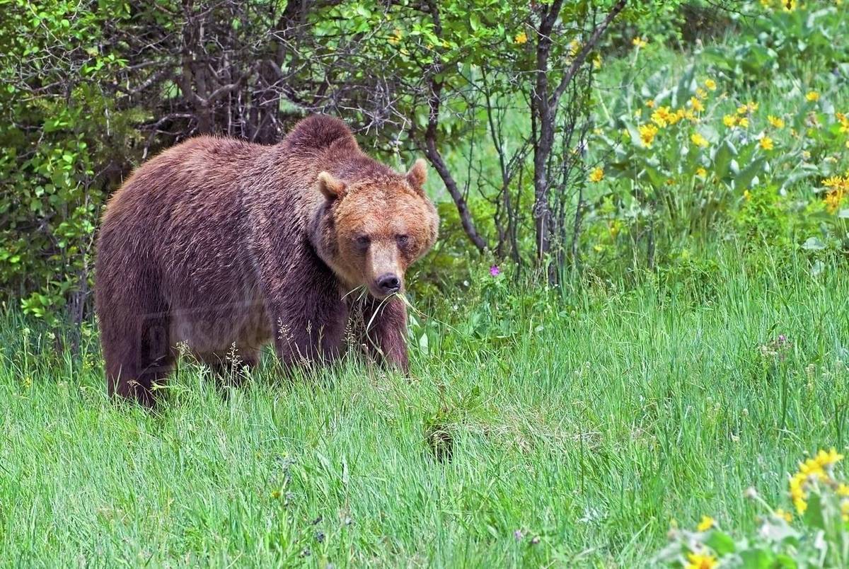 Grizzly Bear Grazing Grass - Royalty-free Stock Photo | Dissolve