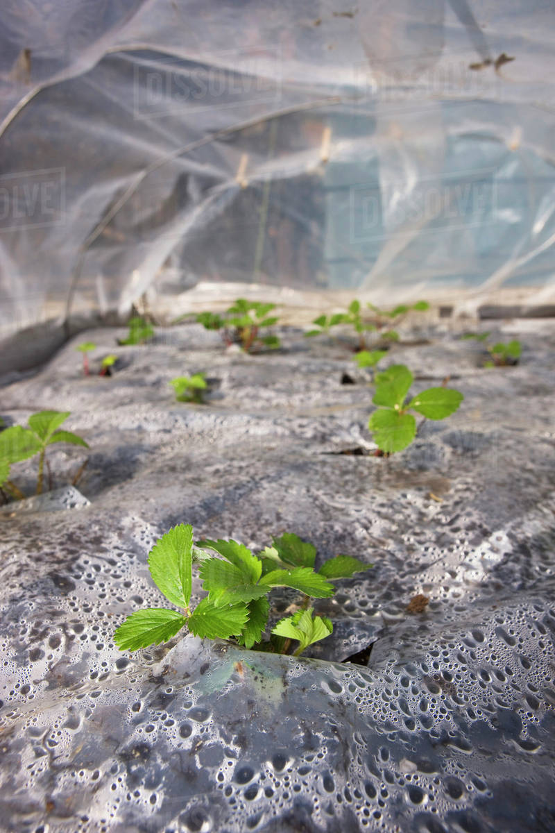 Close Up Of A Freshly Planted Raised Strawberry Bed, Anchorage ...